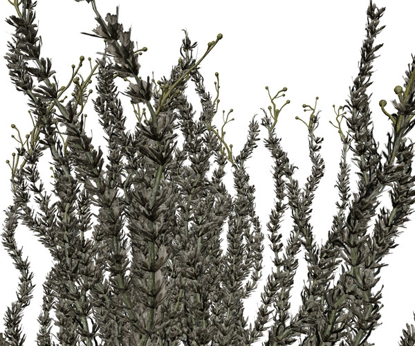 ArtStation - Sagebrush Bush #01 - High Poly Bush (3D Model) | Game Assets