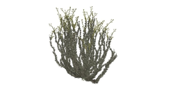 ArtStation - Sagebrush Bush #02 - High Poly Bush (3D Model) | Game Assets
