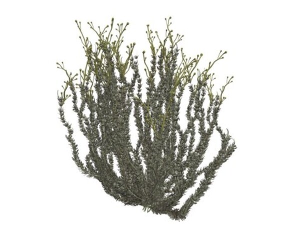 ArtStation - Sagebrush Bush #02 - High Poly Bush (3D Model) | Game Assets
