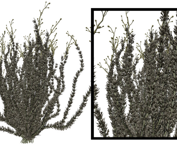 ArtStation - Sagebrush Bush #03 - High Poly Bush (3D Model) | Game Assets