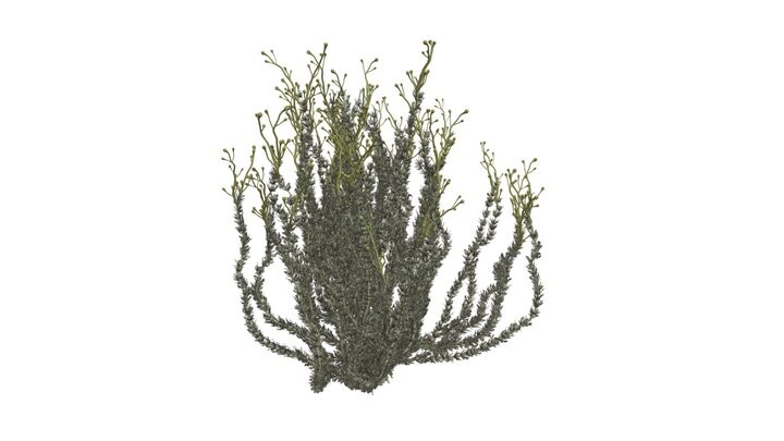 ArtStation - Sagebrush Bush #03 - High Poly Bush (3D Model) | Game Assets
