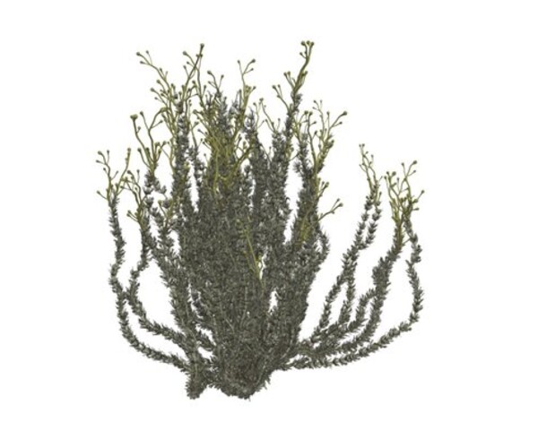 ArtStation - Sagebrush Bush #03 - High Poly Bush (3D Model) | Game Assets