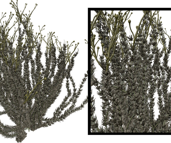 ArtStation - Sagebrush Bush #04 - High Poly Bush (3D Model) | Game Assets