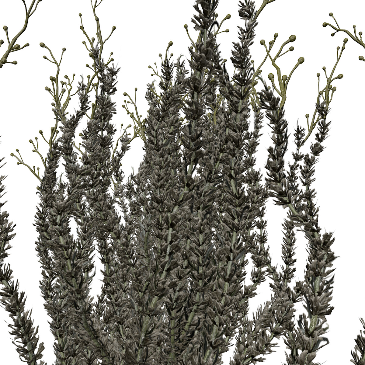 ArtStation - Sagebrush Bush #03 - High Poly Bush (3D Model) | Game Assets