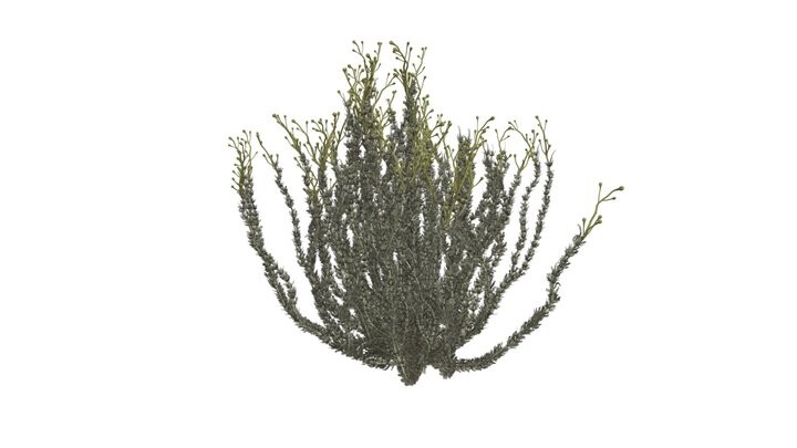 ArtStation - Sagebrush Bush #04 - High Poly Bush (3D Model) | Game Assets