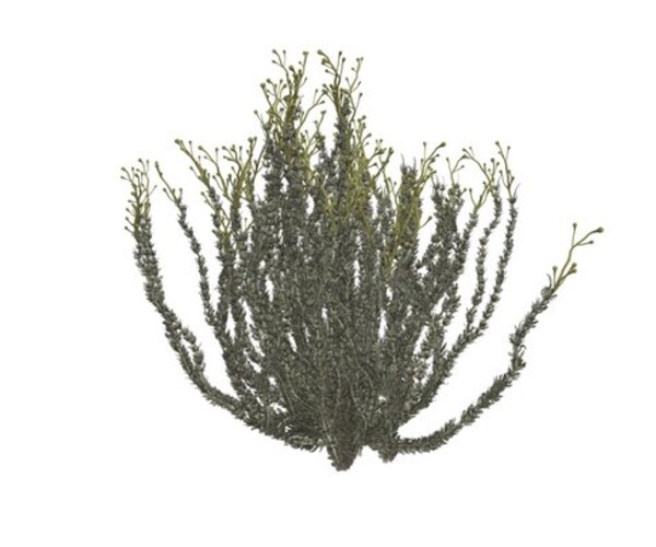 ArtStation - Sagebrush Bush #04 - High Poly Bush (3D Model) | Game Assets