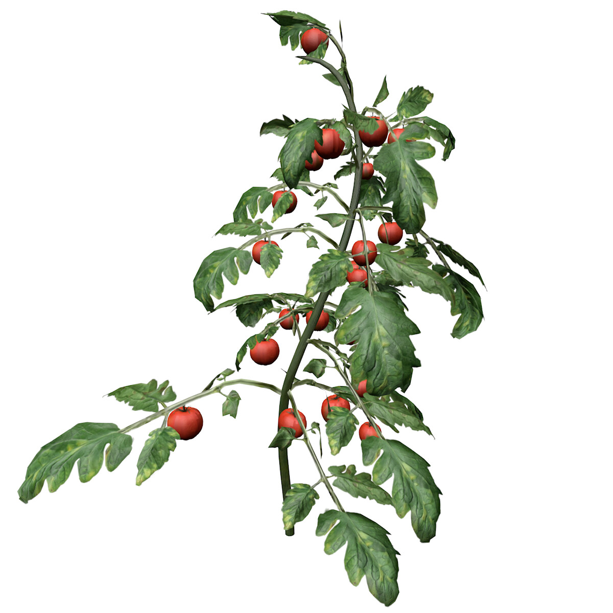 ArtStation - Tomato Plant #01 - High Poly Plant (3D Model) | Game Assets