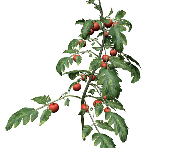 ArtStation - Tomato Plant #01 - High Poly Plant (3D Model) | Game Assets