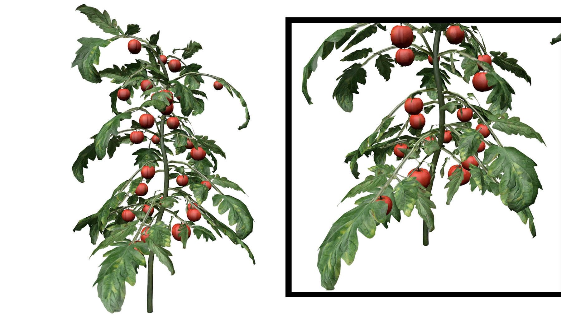 ArtStation - Tomato Plant #02 - High Poly Plant (3D Model) | Game Assets