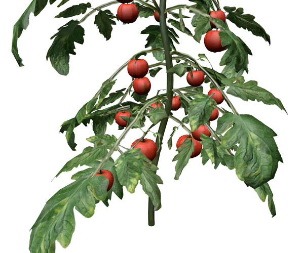 ArtStation - Tomato Plant #02 - High Poly Plant (3D Model) | Game Assets