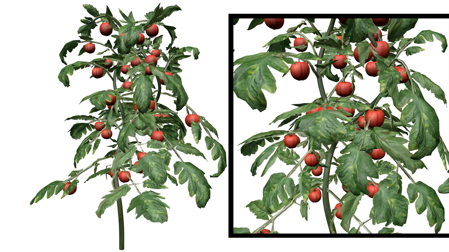 ArtStation - Tomato Plant #03 - High Poly Plant (3D Model) | Game Assets