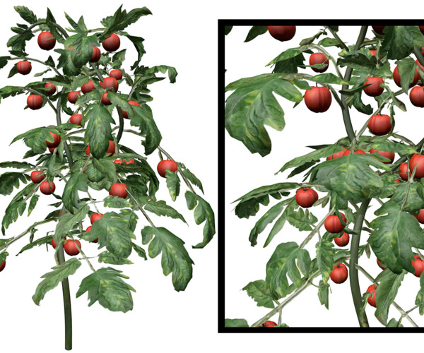 ArtStation - Tomato Plant #03 - High Poly Plant (3D Model) | Game Assets