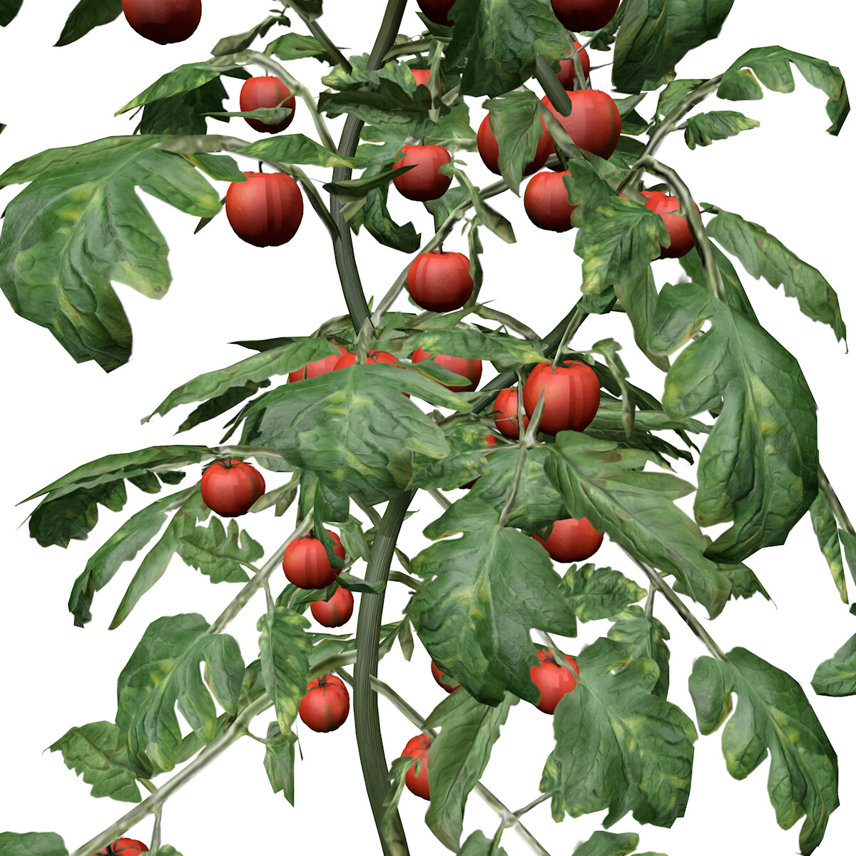 ArtStation - Tomato Plant #03 - High Poly Plant (3D Model) | Game Assets