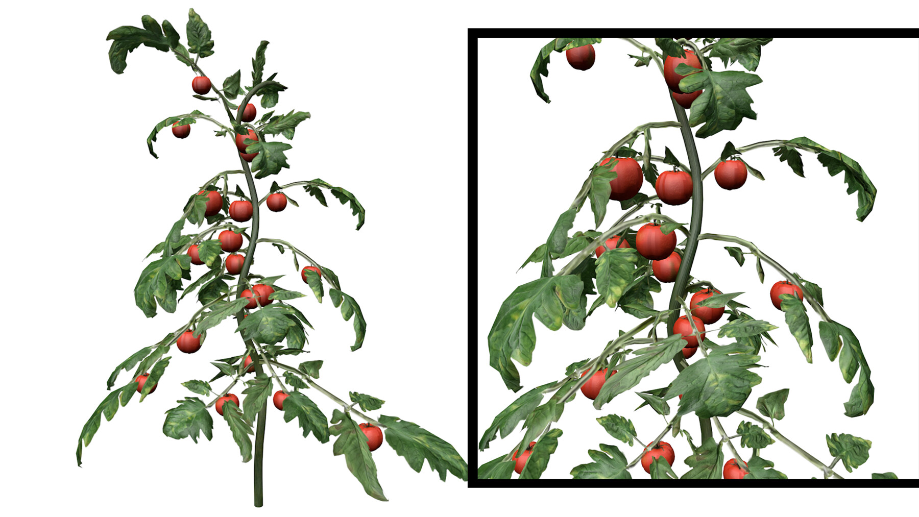 ArtStation - Tomato Plant #04 - High Poly Plant (3D Model) | Game Assets