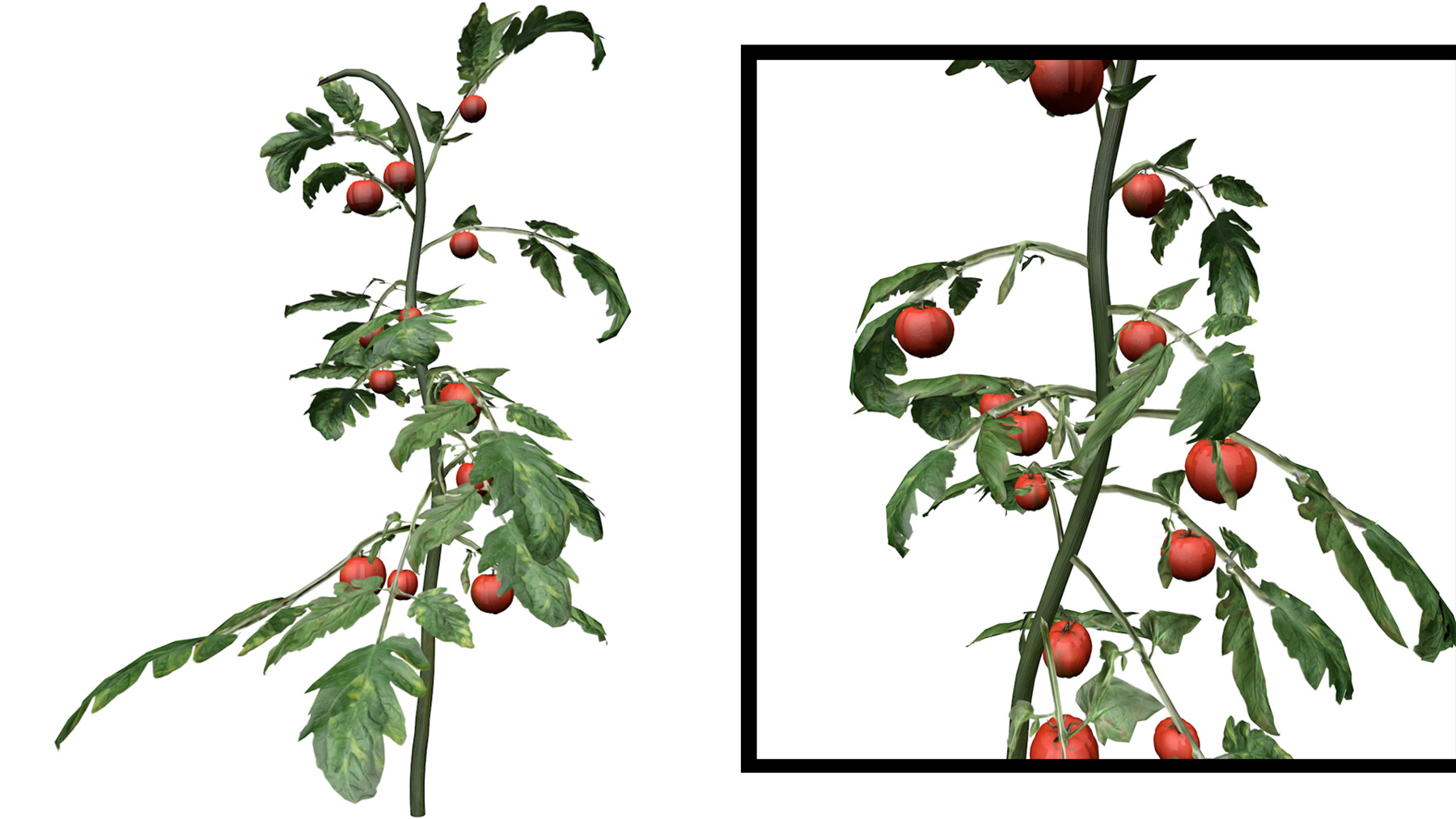 Tomato Tree Drawing