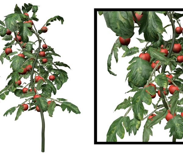 ArtStation - Tomato Plant #07 - High Poly Plant (3D Model) | Game Assets