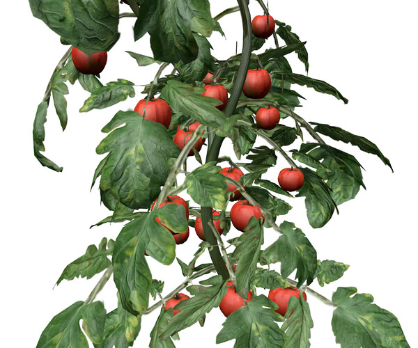 ArtStation - Tomato Plant #07 - High Poly Plant (3D Model) | Game Assets