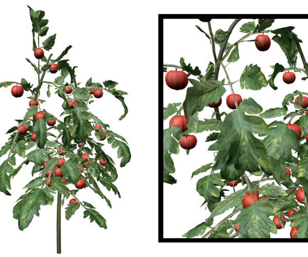 ArtStation - Tomato Plant #09 - High Poly Plant (3D Model) | Game Assets