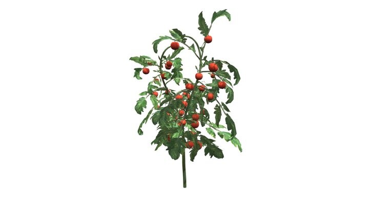 ArtStation - Tomato Plant #09 - High Poly Plant (3D Model) | Game Assets