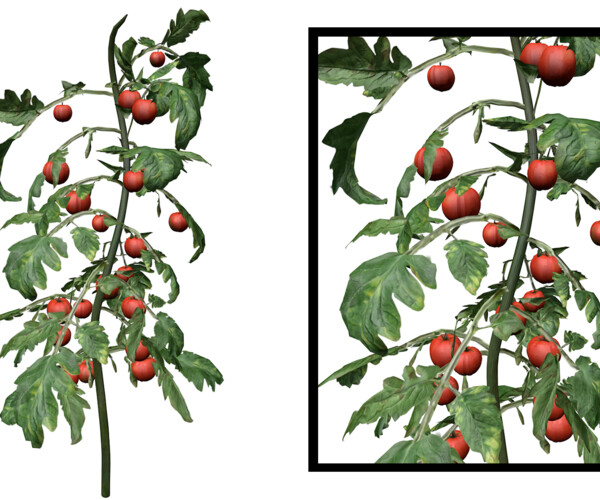 ArtStation - Tomato Plant #10 - High Poly Plant (3D Model) | Game Assets