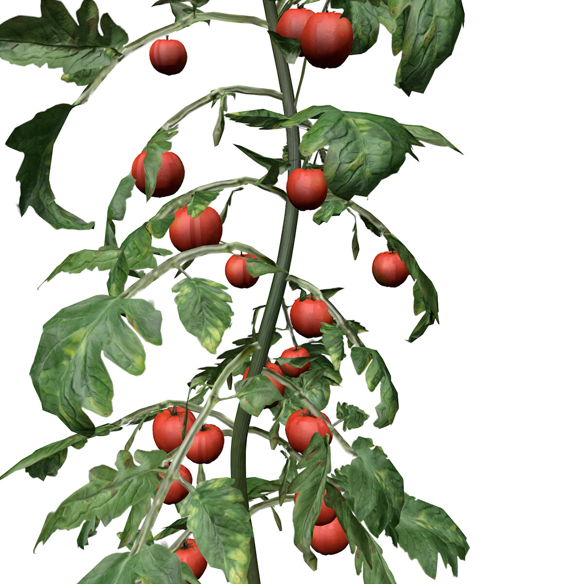 ArtStation - Tomato Plant #10 - High Poly Plant (3D Model) | Game Assets