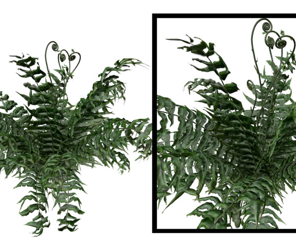 ArtStation - Western Sword Fern #01 - High Poly Plant (3D Model) | Game ...