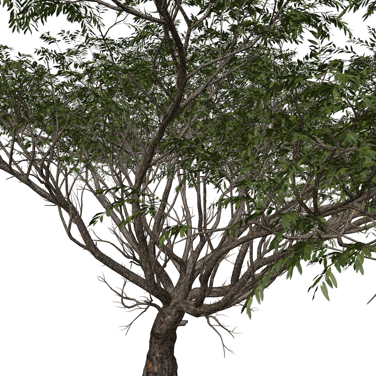 ArtStation - Acacia Tree #01 - High Poly Tree (3D Model) | Game Assets