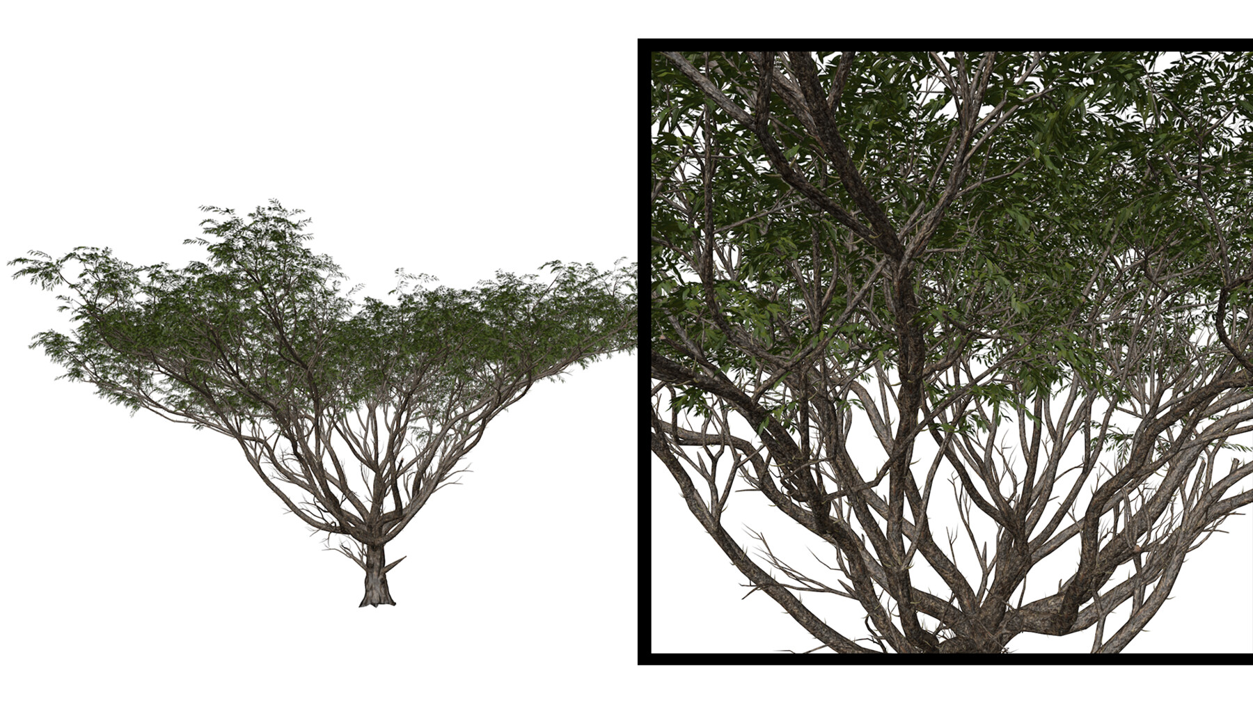 ArtStation - Acacia Tree #02 - High Poly Tree (3D Model) | Game Assets
