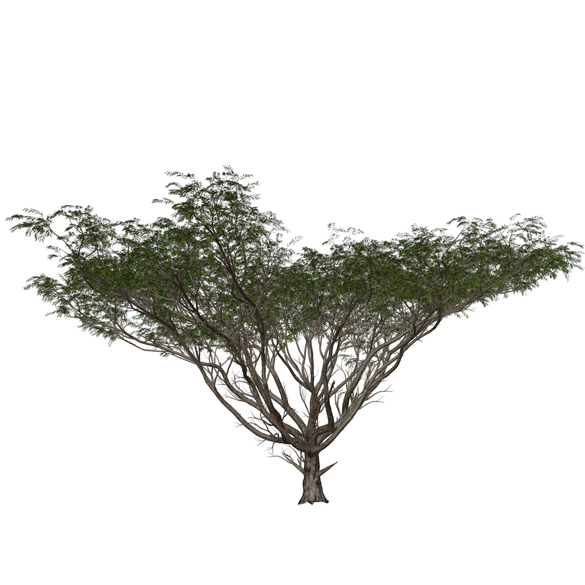 ArtStation - Acacia Tree #02 - High Poly Tree (3D Model) | Game Assets
