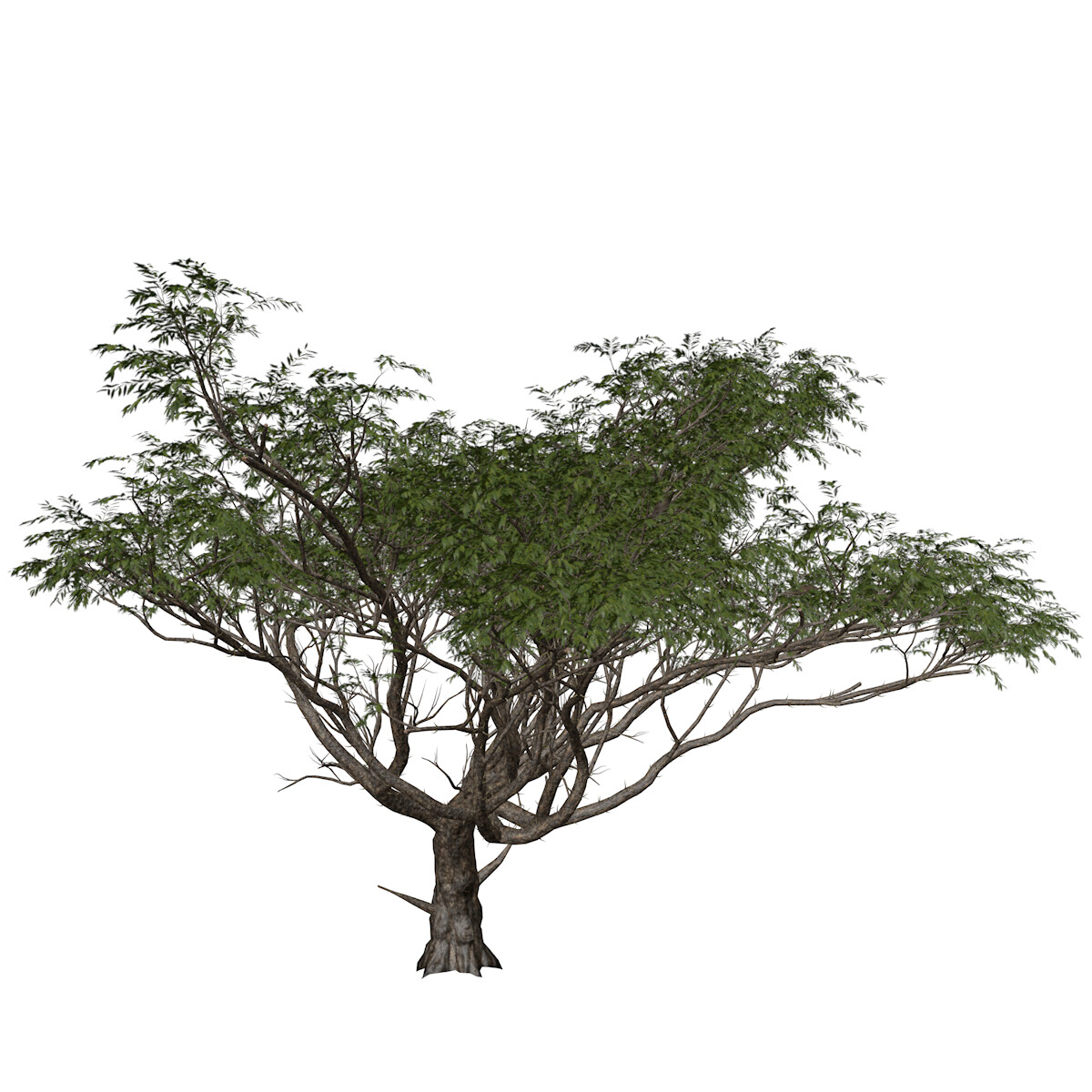 ArtStation - Acacia Tree #04 - High Poly Tree (3D Model) | Game Assets