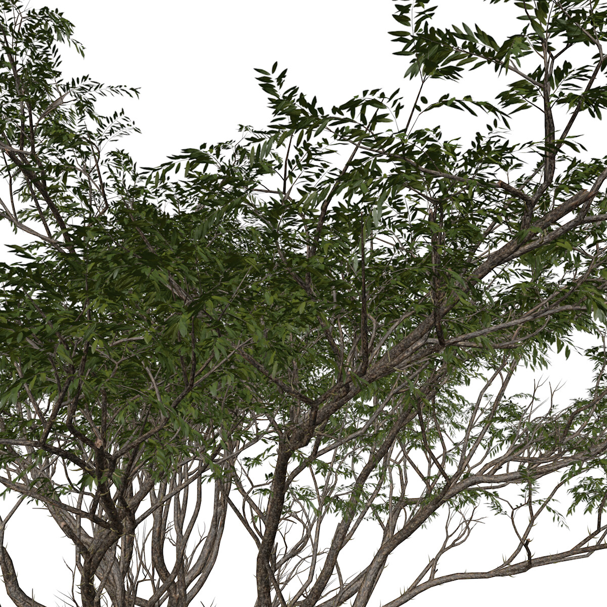 ArtStation - Acacia Tree #05 - High Poly Tree (3D Model) | Game Assets