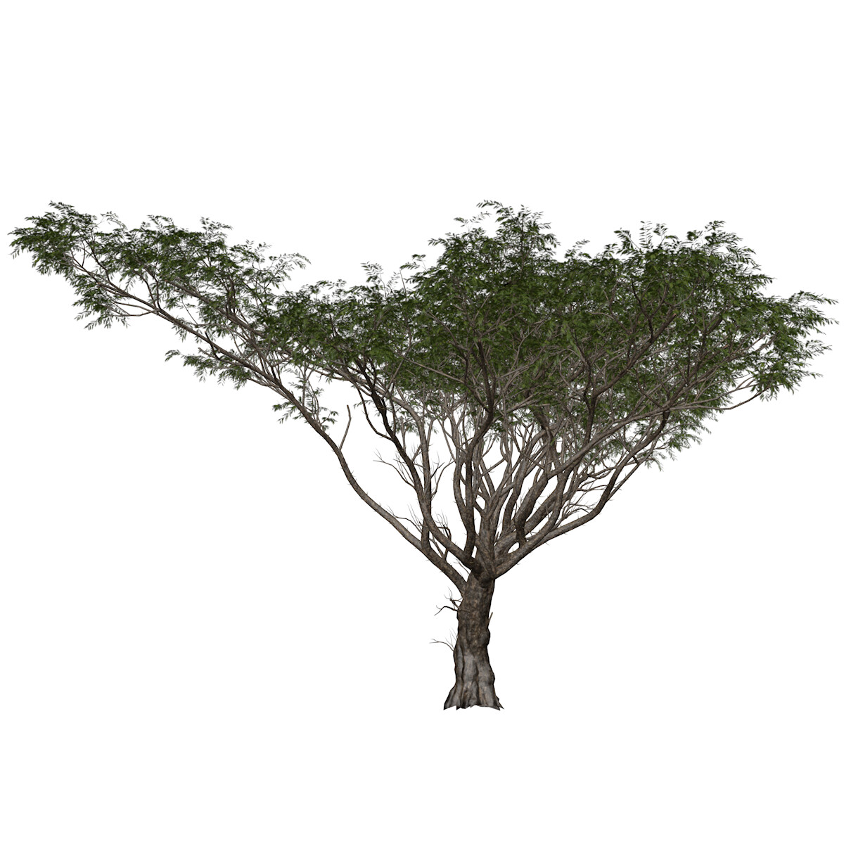 ArtStation - Acacia Tree #08 - High Poly Tree (3D Model) | Game Assets