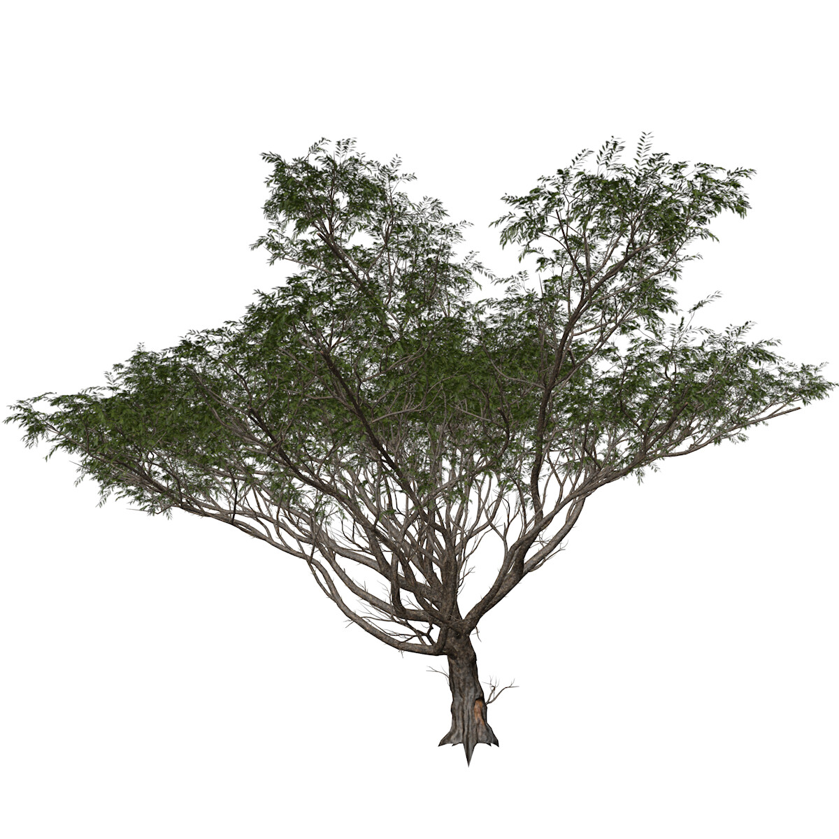 ArtStation - Acacia Tree #10 - High Poly Tree (3D Model) | Game Assets