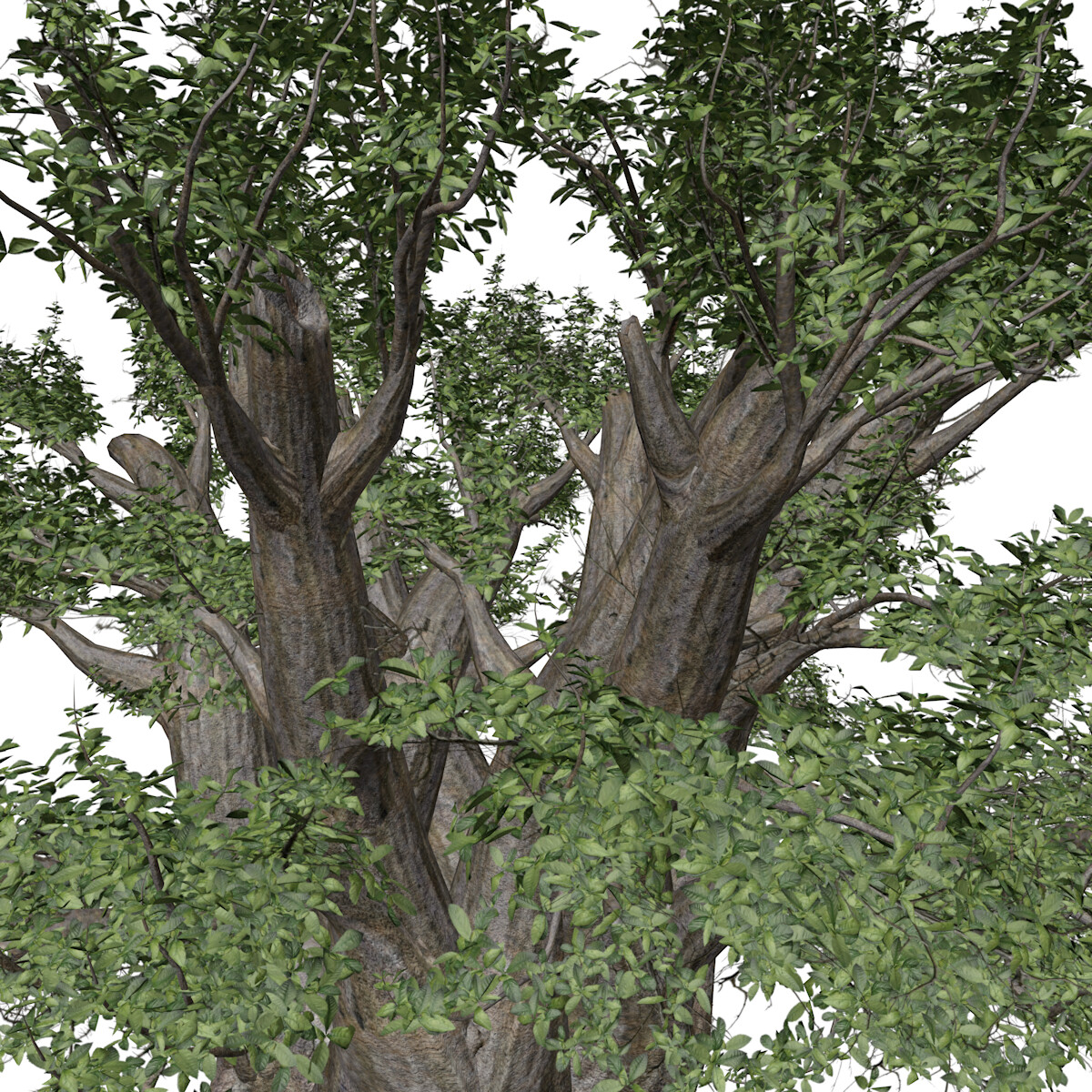 ArtStation - African Baobab Tree #10 - High Poly Tree (3D Model) | Game ...