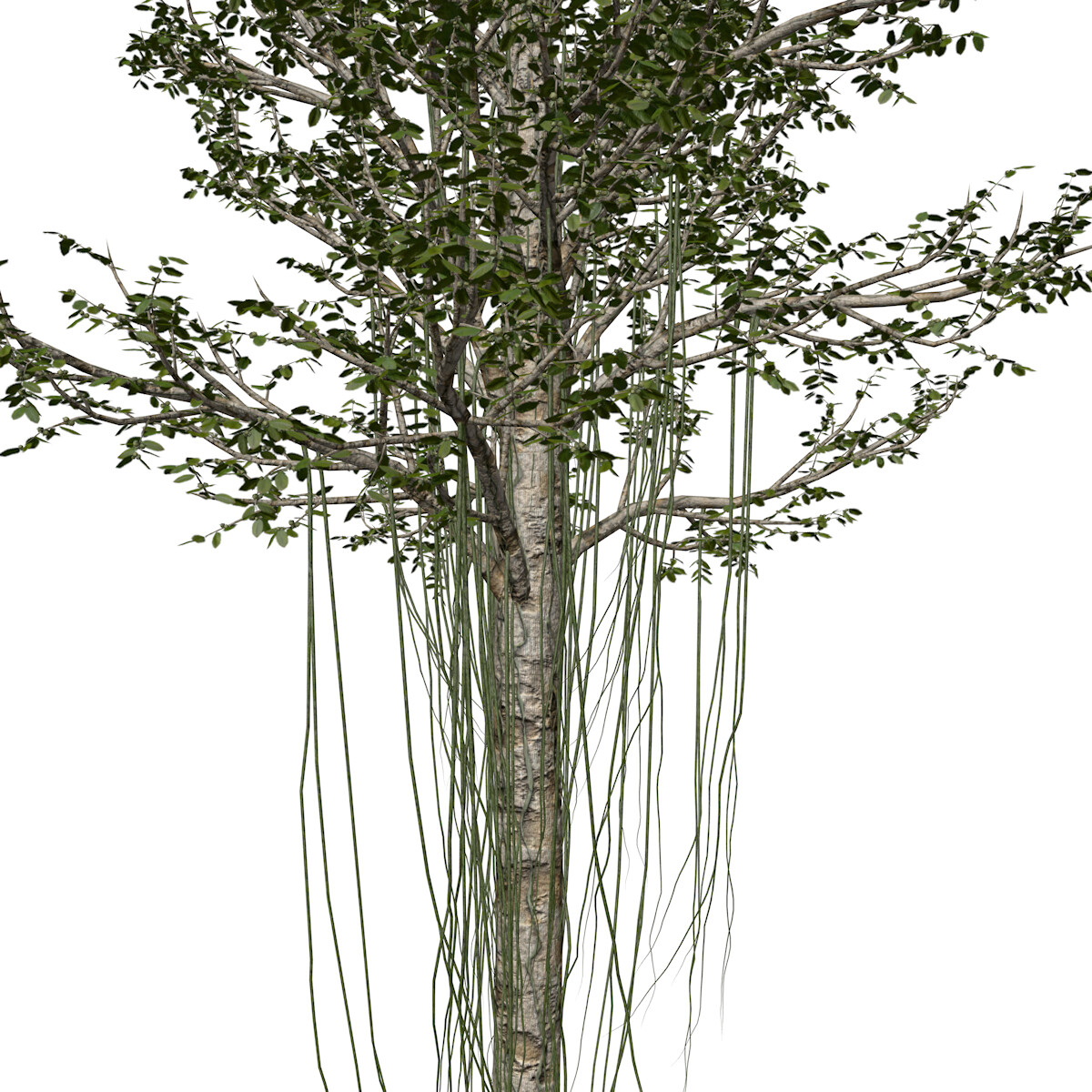 ArtStation - Agarwood Tree #06 - High Poly Tree (3D Model) | Game Assets