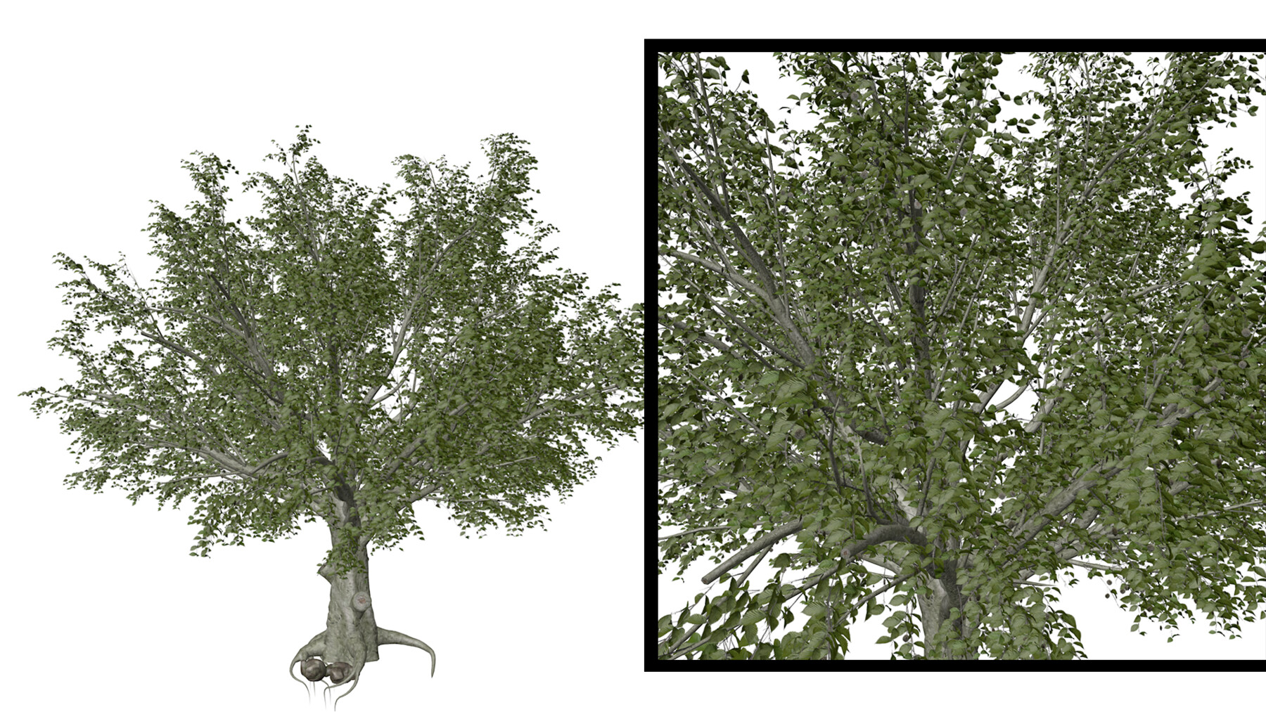 ArtStation - American Beech Tree #01 - High Poly Tree (3D Model) | Game ...