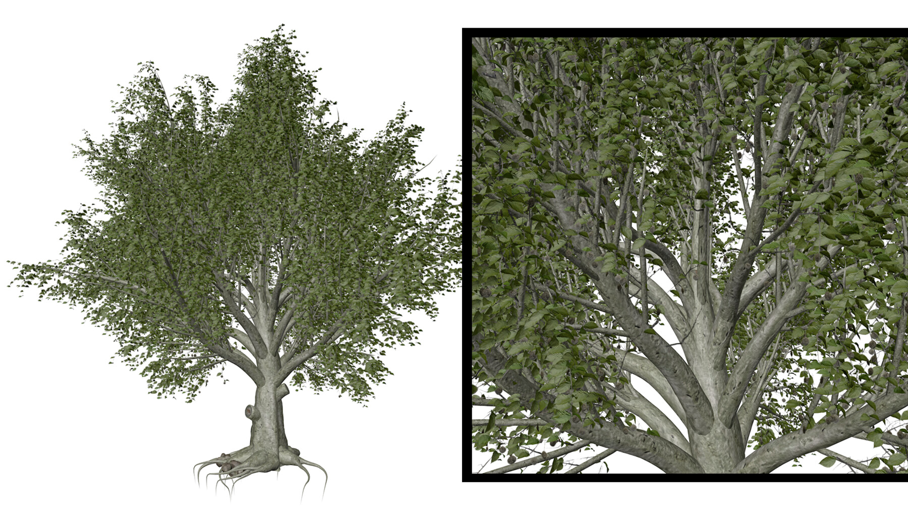 ArtStation - American Beech Tree #03 - High Poly Tree (3D Model) | Game ...