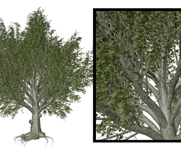 ArtStation - American Beech Tree #03 - High Poly Tree (3D Model) | Game ...