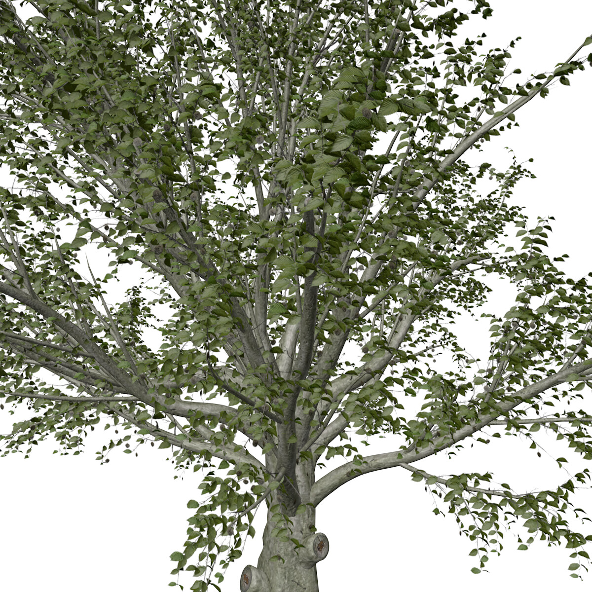 ArtStation - American Beech Tree #06 - High Poly Tree (3D Model) | Game ...