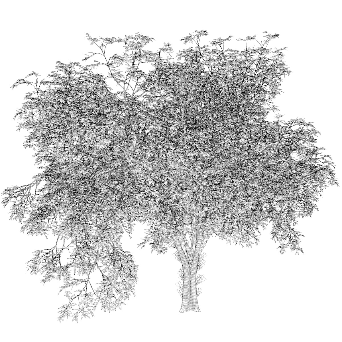 ArtStation - American Elm Tree #01 - High Poly Tree (3D Model) | Game ...