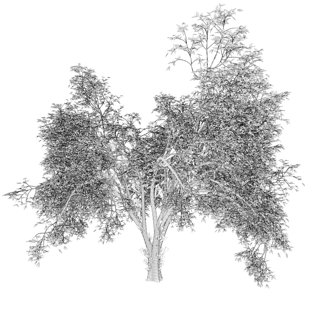 ArtStation - American Elm Tree #02 - High Poly Tree (3D Model) | Game ...
