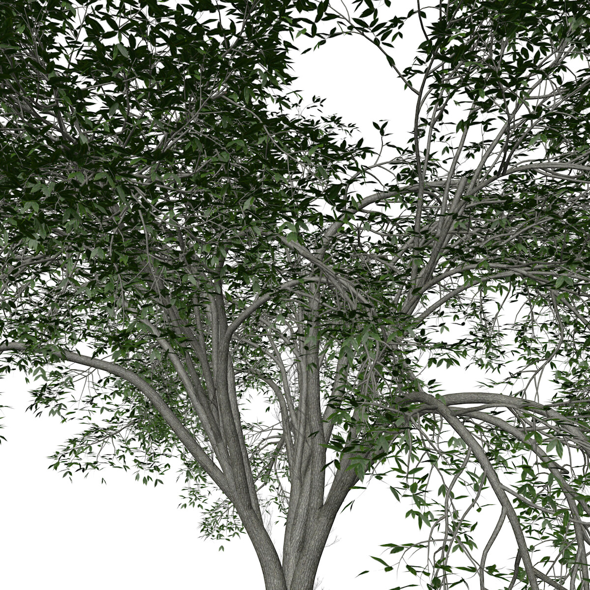 ArtStation - American Elm Tree #05 - High Poly Tree (3D Model) | Game ...