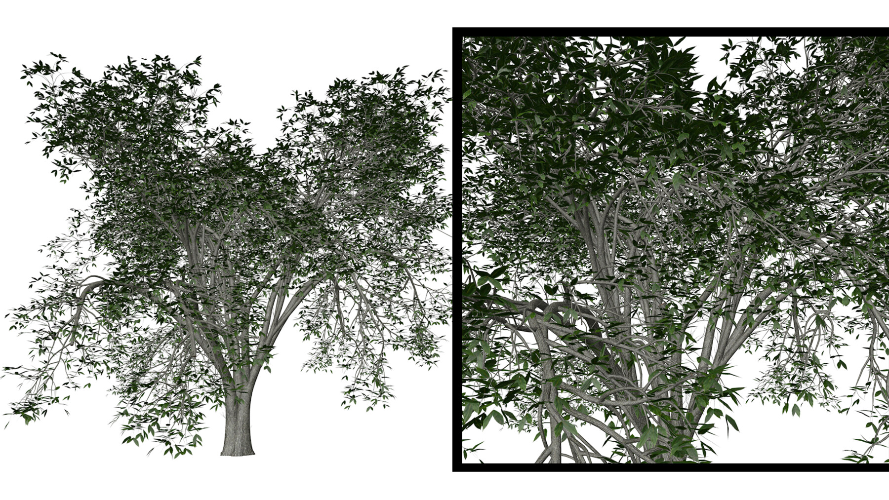 ArtStation - American Elm Tree #06 - High Poly Tree (3D Model) | Game ...