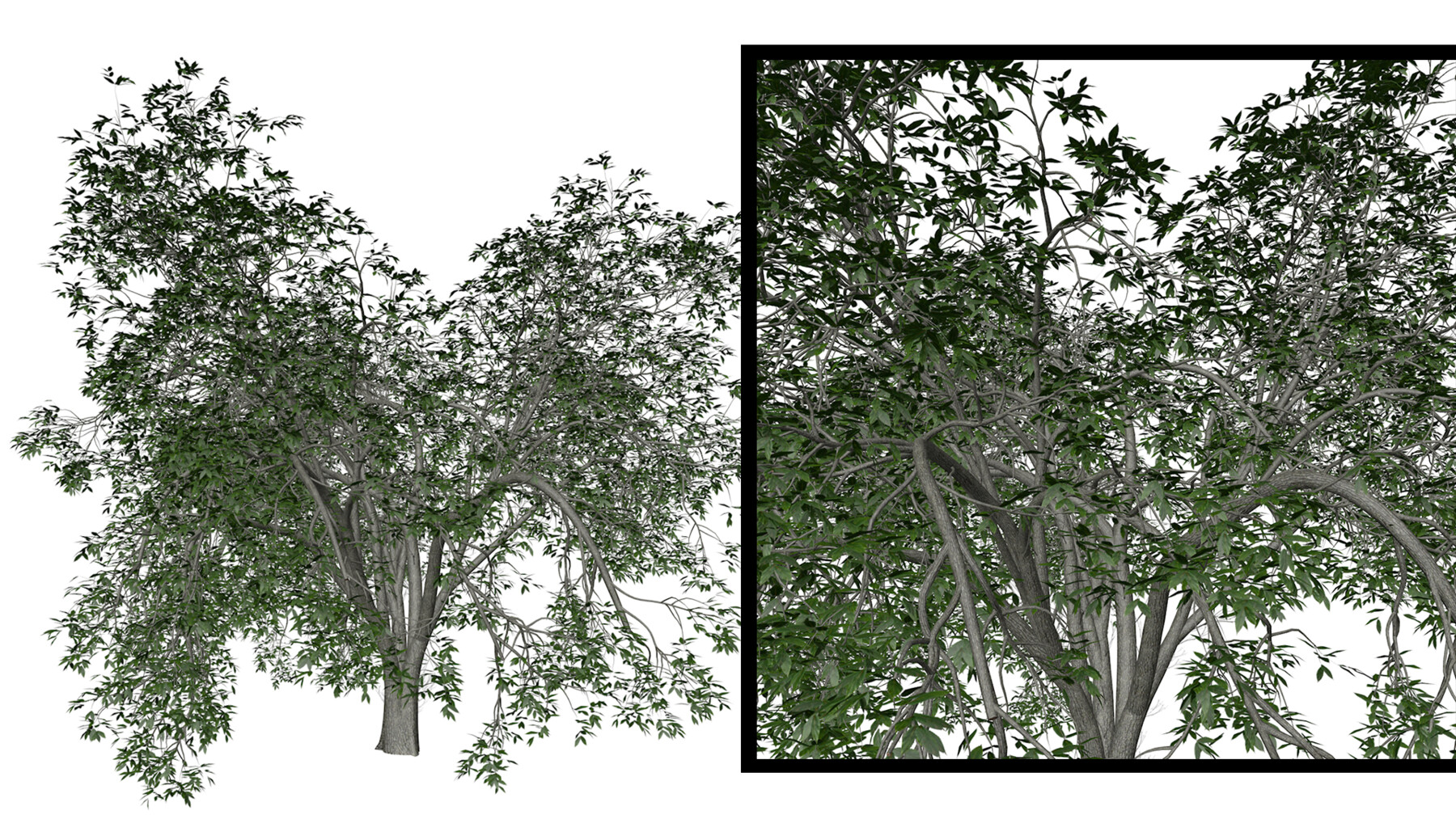 ArtStation - American Elm Tree #08 - High Poly Tree (3D Model) | Game ...