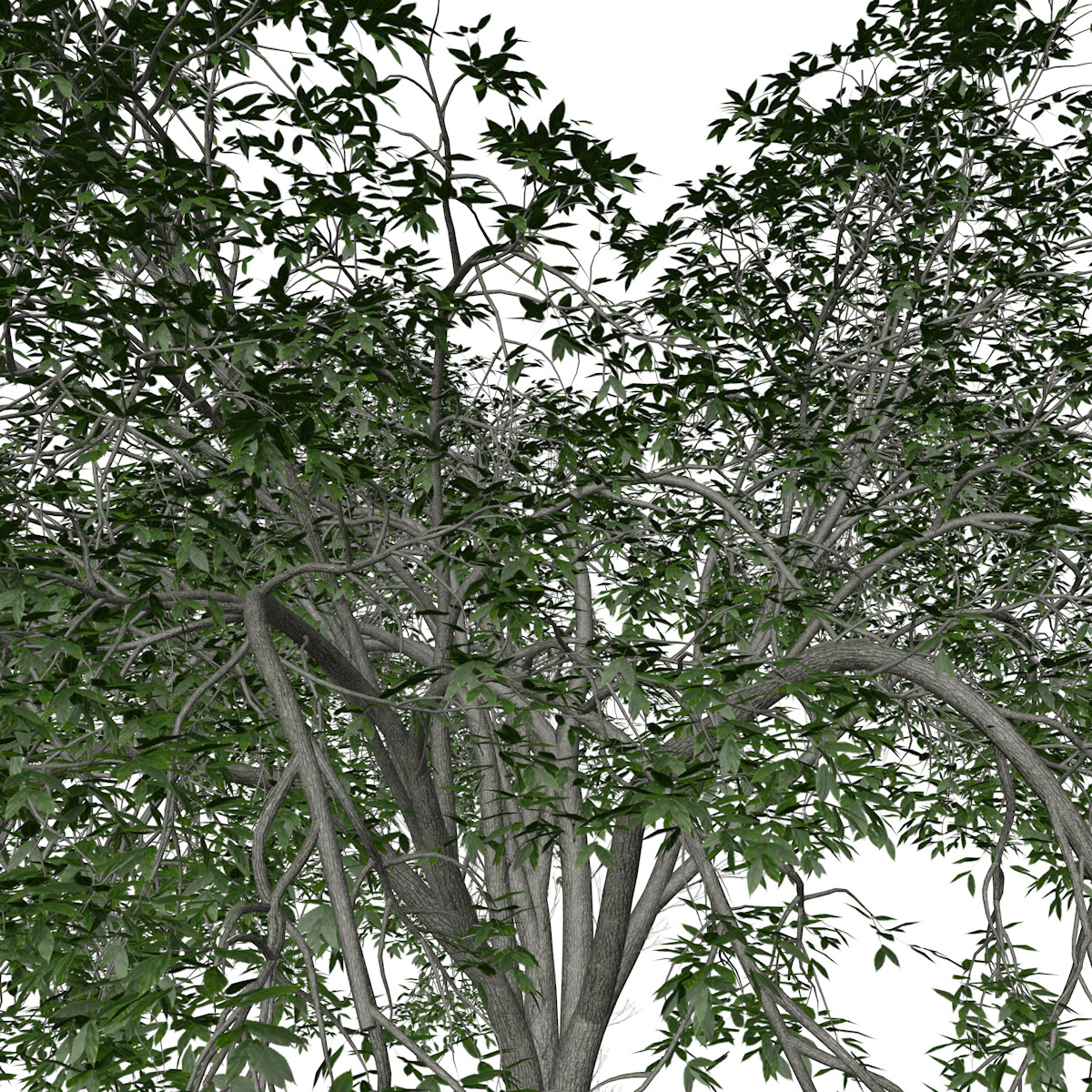 ArtStation - American Elm Tree #08 - High Poly Tree (3D Model) | Game ...