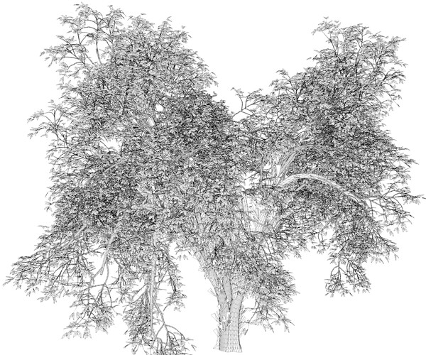 ArtStation - American Elm Tree #10 - High Poly Tree (3D Model) | Game ...