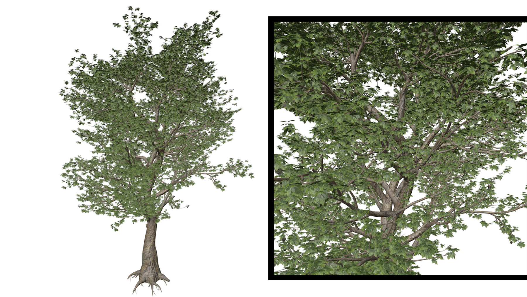 ArtStation - American Sycamore Tree #01 - High Poly Tree (3D Model ...
