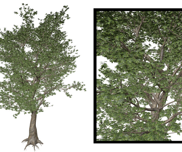 ArtStation - American Sycamore Tree #01 - High Poly Tree (3D Model ...