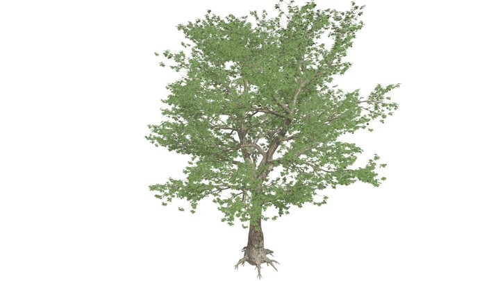 ArtStation - American Sycamore Tree #01 - High Poly Tree (3D Model ...
