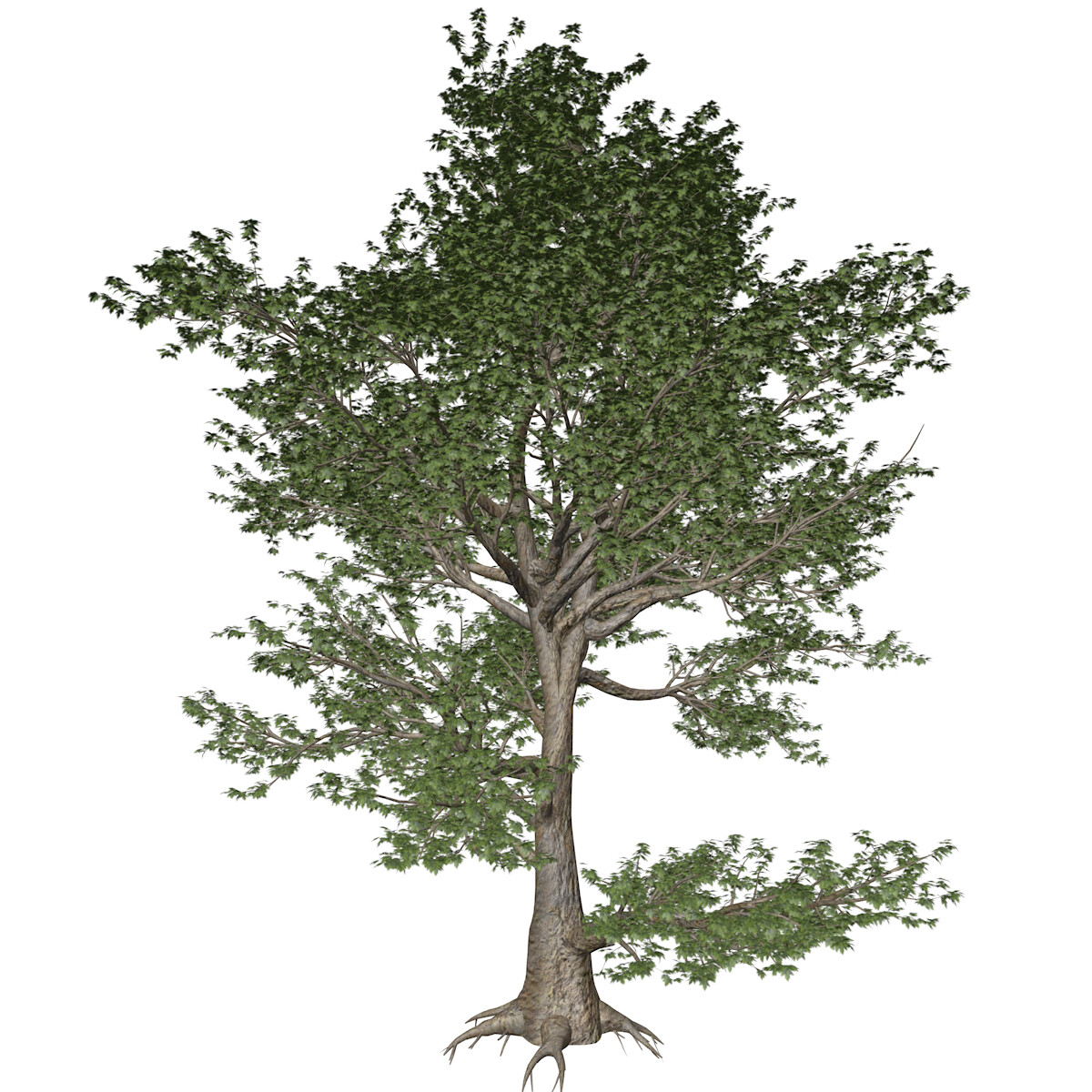ArtStation - American Sycamore Tree #02 - High Poly Tree (3D Model ...